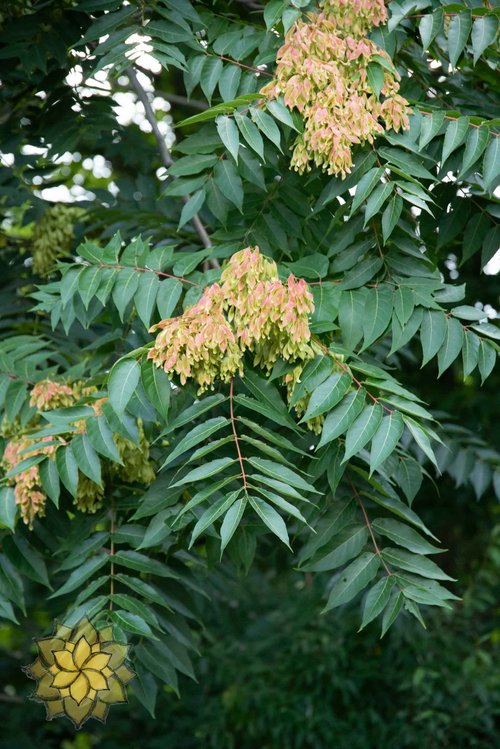 Tree of Heaven — Green Abundance By Design