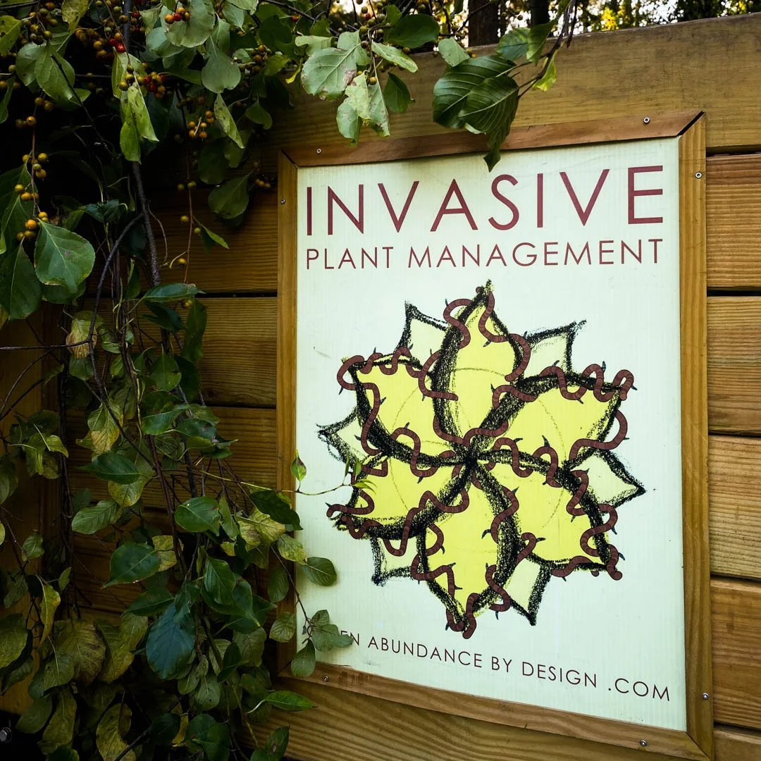 Invasive Plant Management — Green Abundance By Design