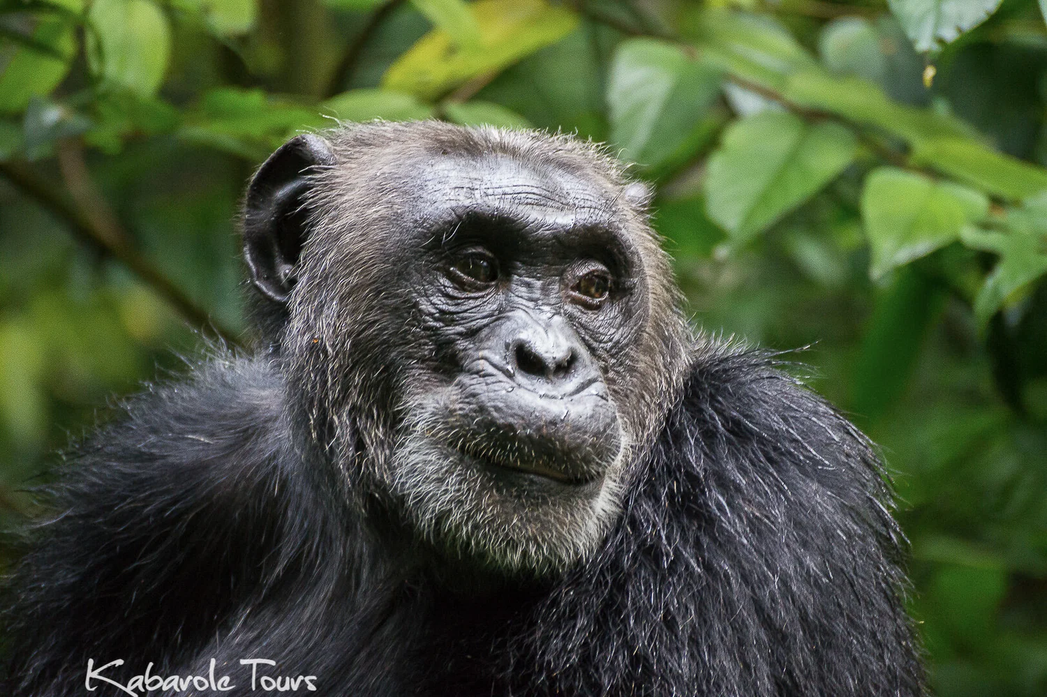 Kabarole Tours and Safaris | Discover Uganda Today - Book Your Tour