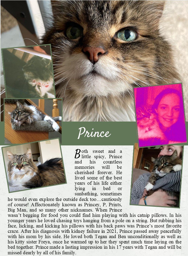 Life Tails Pet Cremation