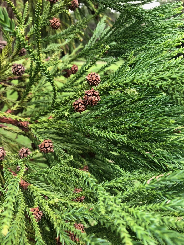 Japanese Cedar or Sugi (Cryptomeria japonica) — Jungle Gardens