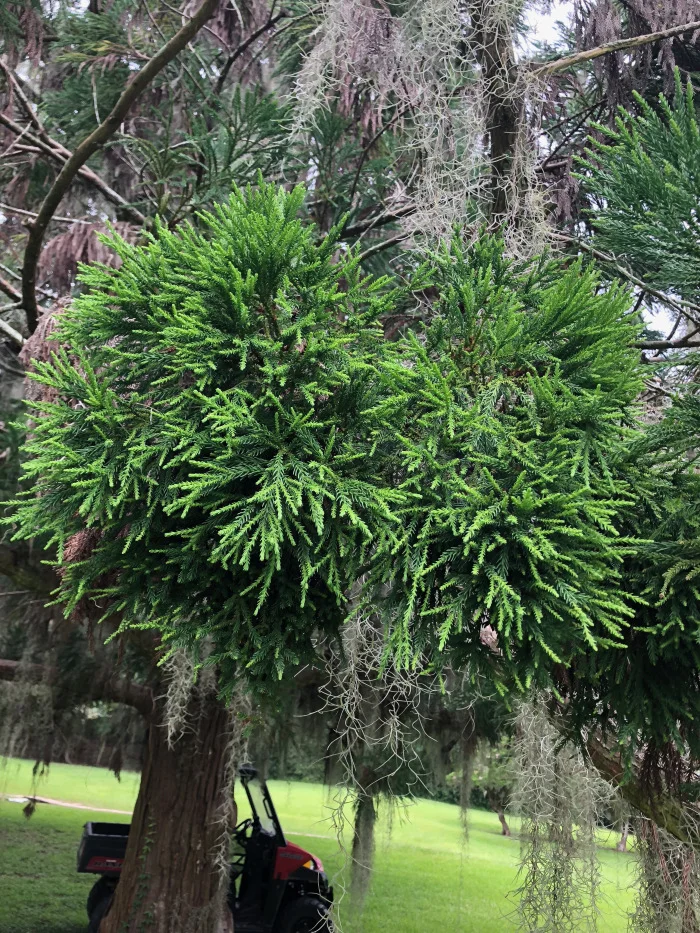 Japanese Cedar or Sugi (Cryptomeria japonica) — Jungle Gardens