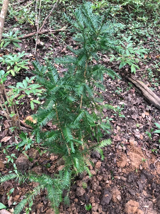 Florida Torreya orTorreya taxifolia — Jungle Gardens