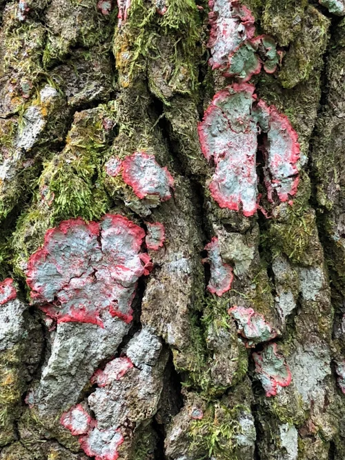 Red Lichen On Trees