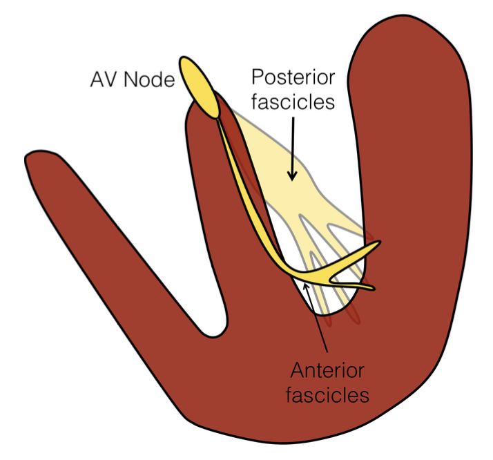 The Heart Of The Matter - A Case of Substernal Chest Pain — Cook County ...