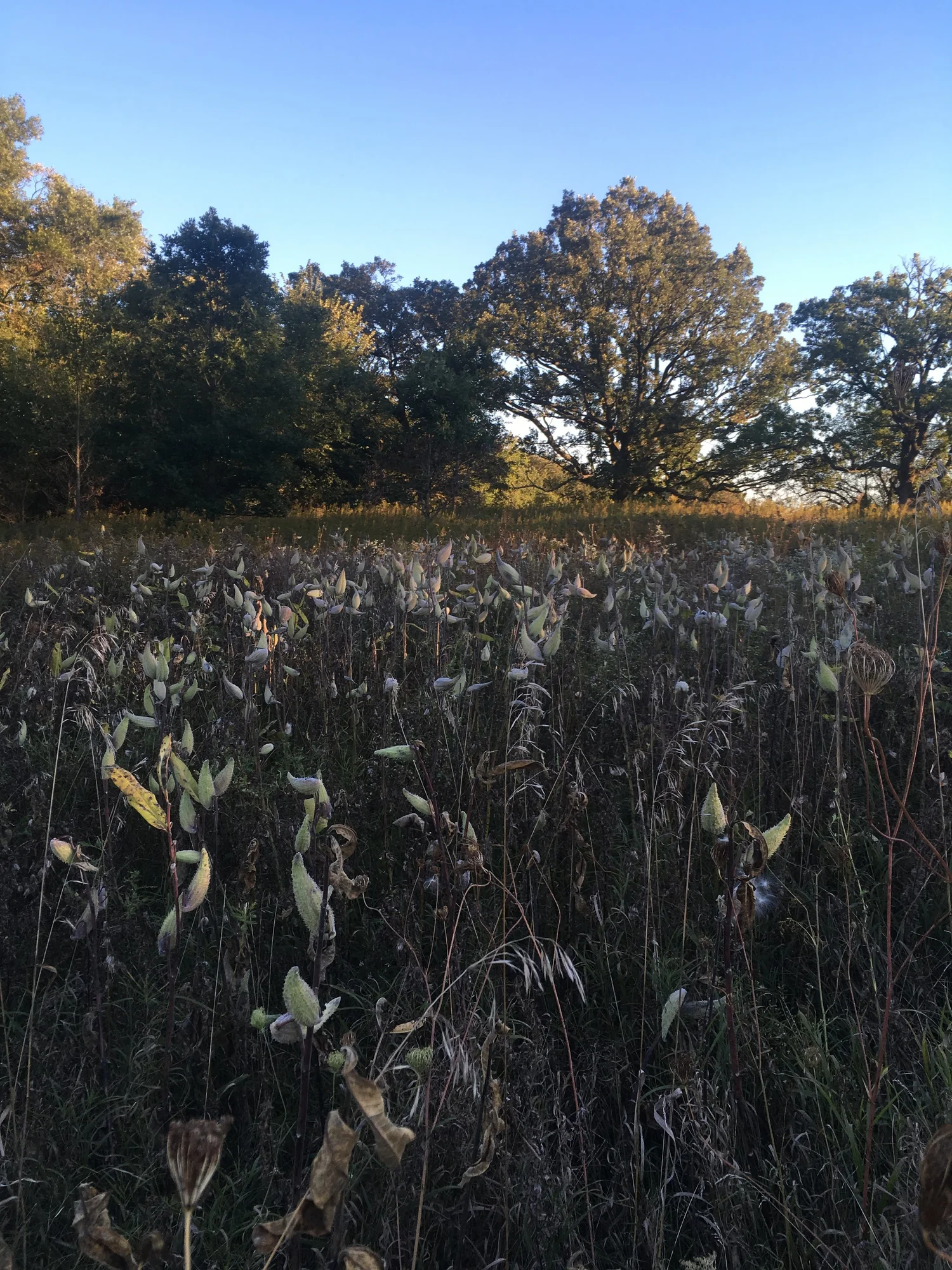 About Clare — HEDGE MEADOW