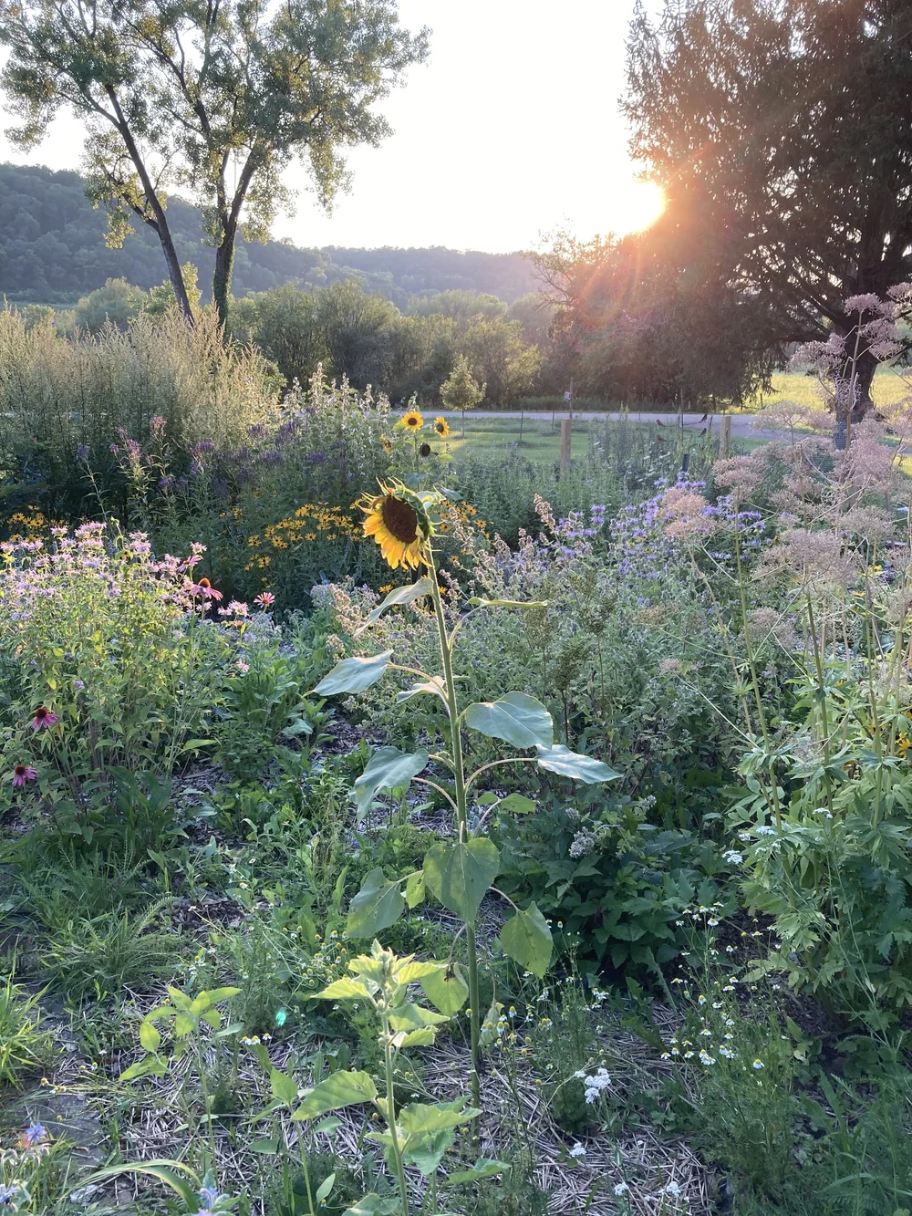 About Clare — HEDGE MEADOW