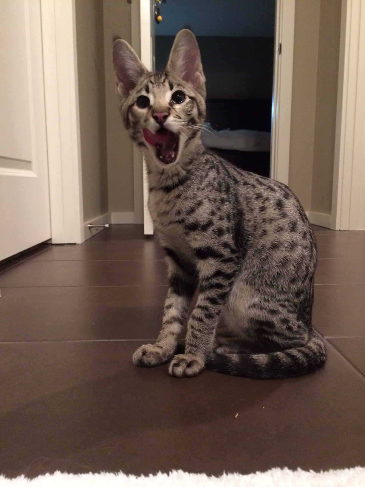 Landon - F2 Savannah — A1 Savannahs