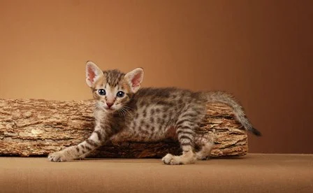 Kitten Gallery 1 — A1 Savannahs