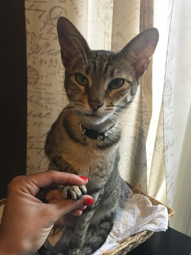 Trimming Your Cats Nails — A1 Savannahs