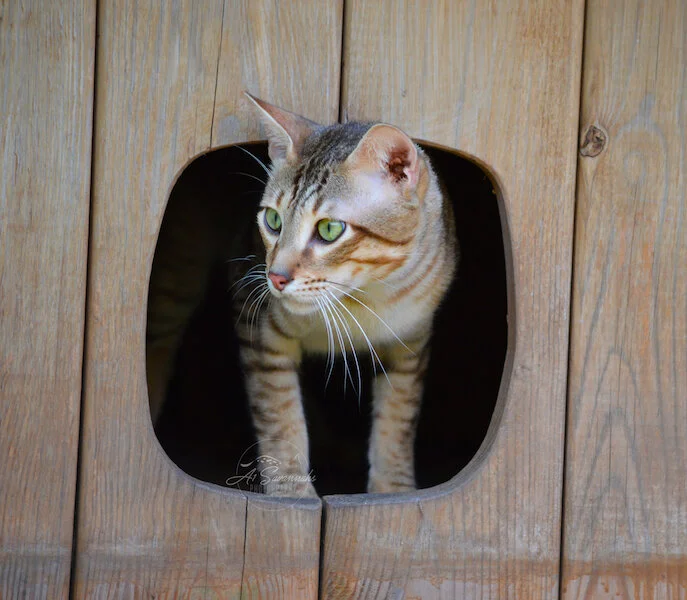A1 Savannahs - The Original Founder of The Savannah Cat Breed