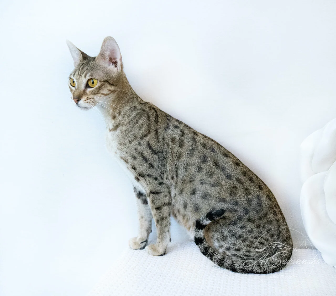 A1 Savannahs - The Original Founder of The Savannah Cat Breed
