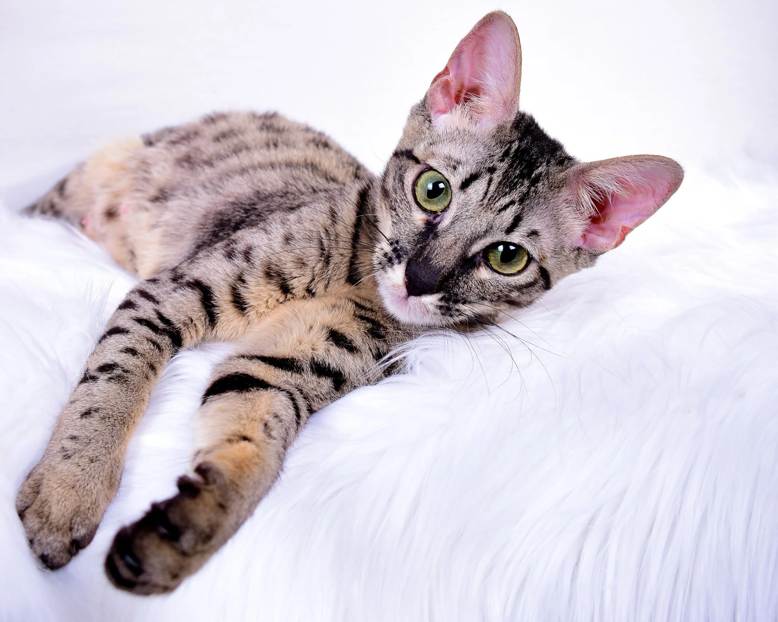 Blog — A1 Savannahs