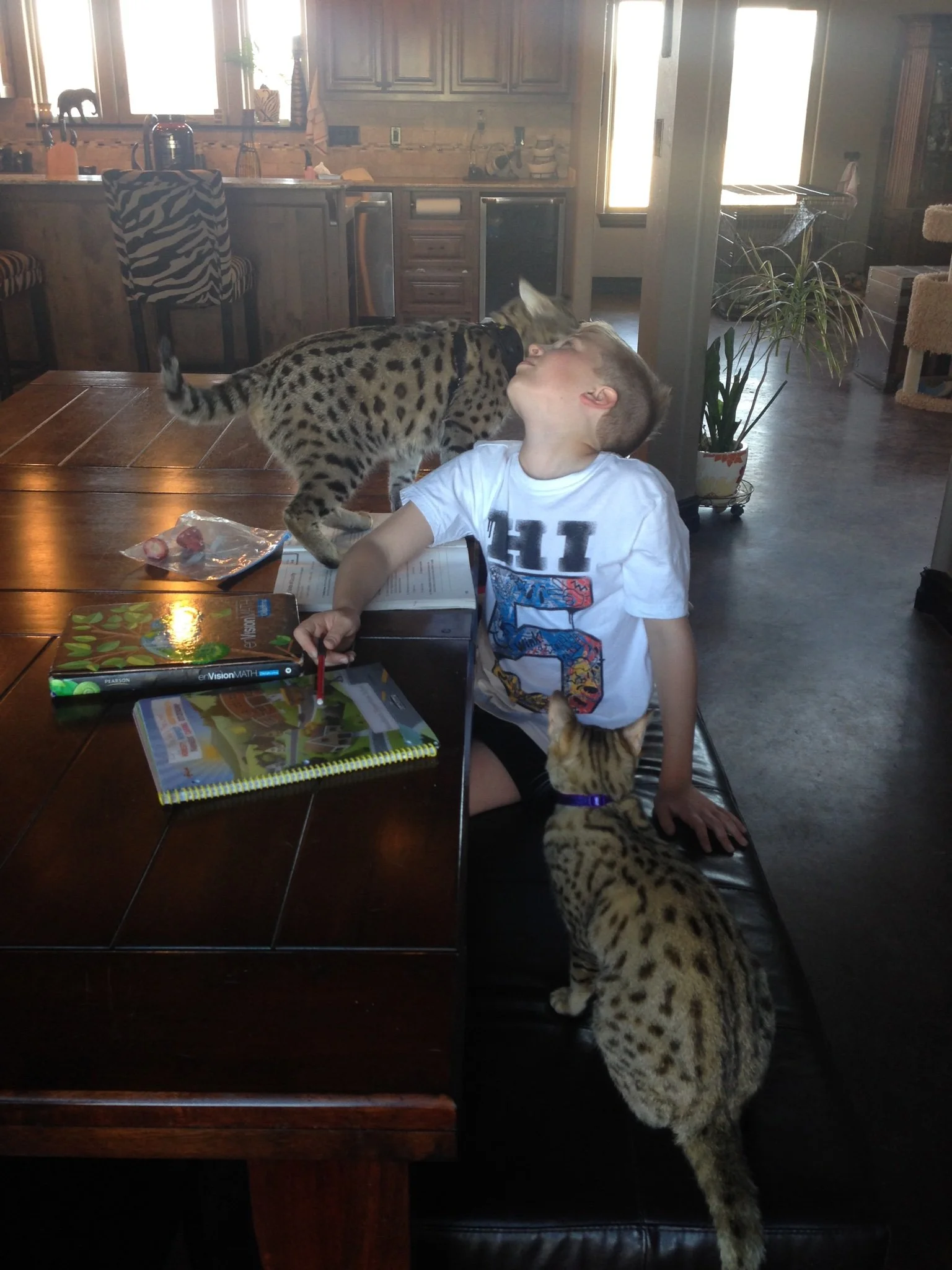 Cats as Co-Teachers: How Classroom Pets Enhance Learning Environments ...