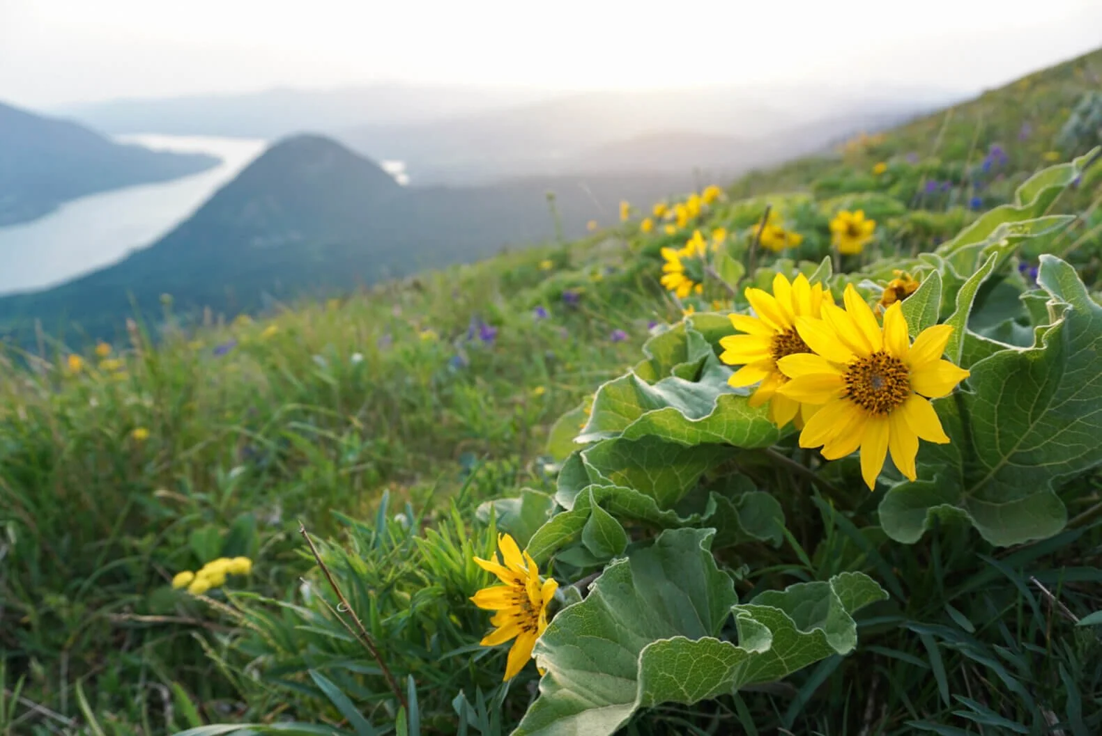 Best Places to See Wildflowers in the PNW — Peace Vans
