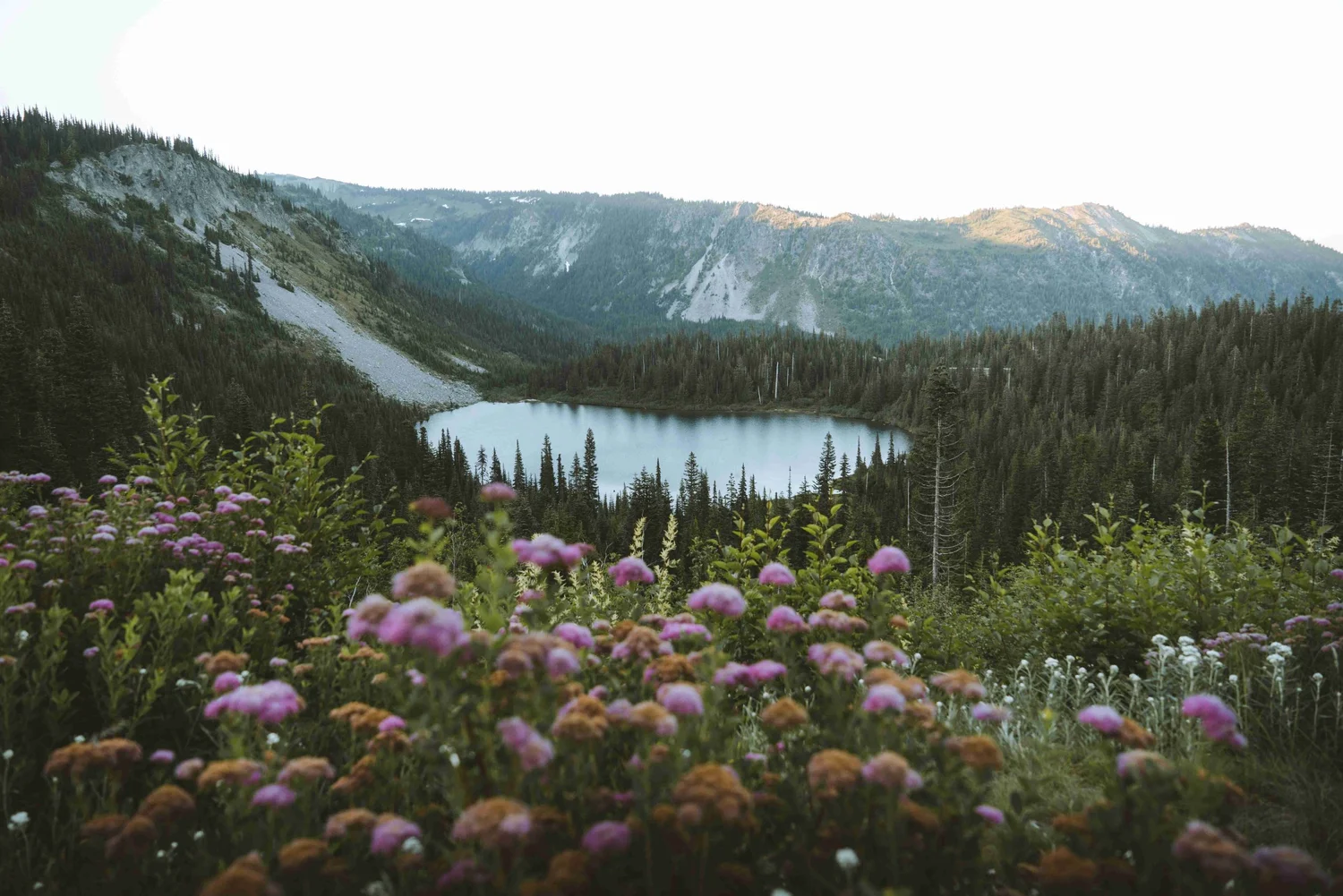 Best Places to See Wildflowers in the PNW — Peace Vans