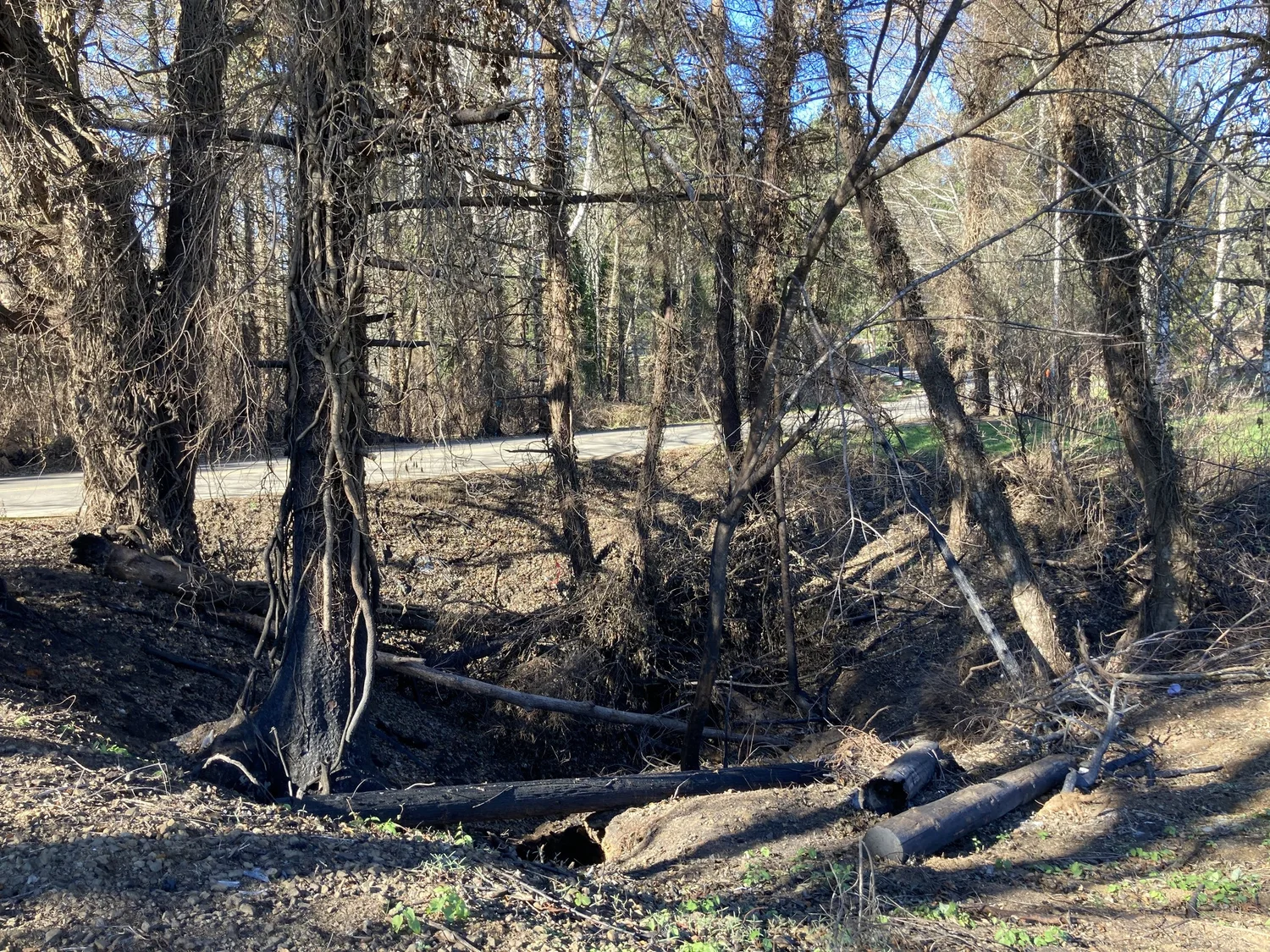 Echo Mountain Fire — MidCoast Watersheds Council