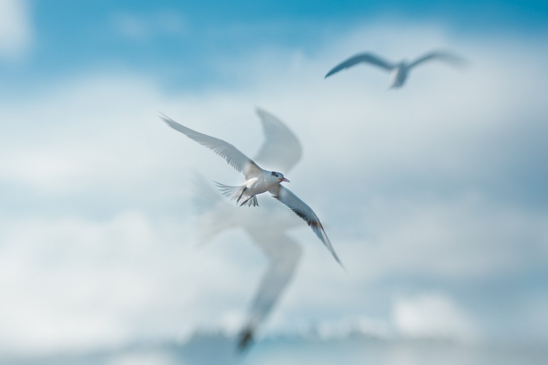 Double Exposure Photography Tips