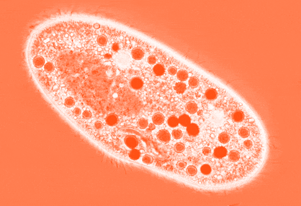 Specimen — Studio Fludd