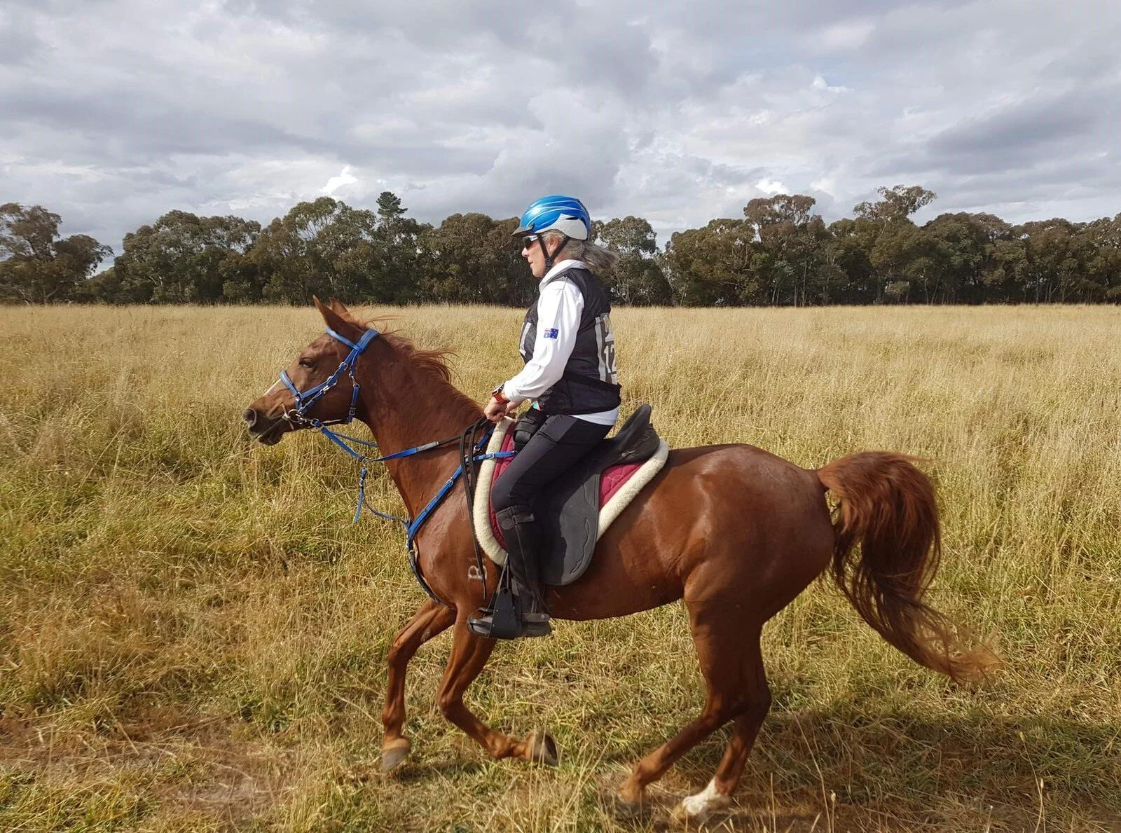 MATAR STABLES BULLIO CUP — Bullio Razorback Arabians