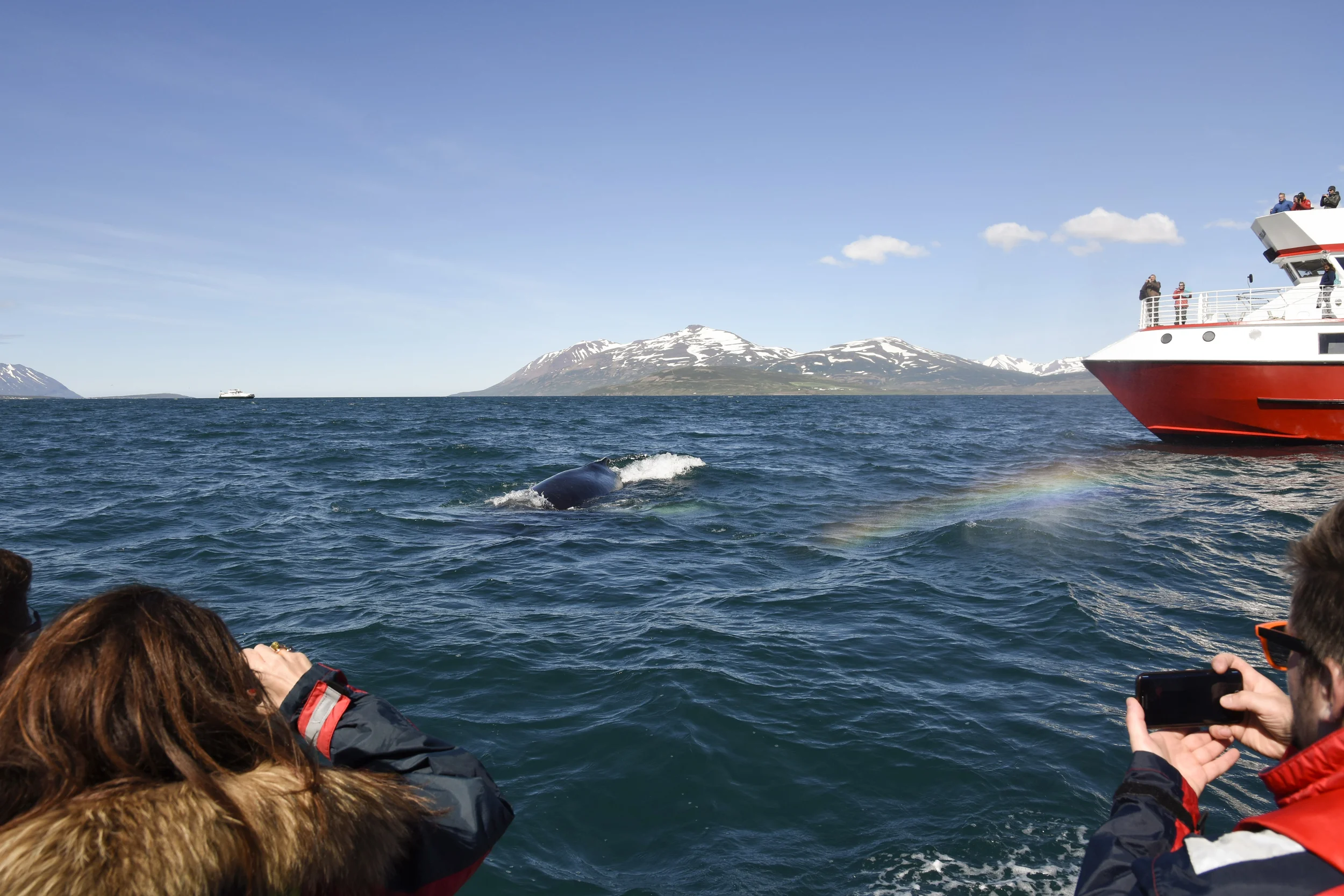 Akureyri Classic Whale Watching — Whale Watching Akureyri