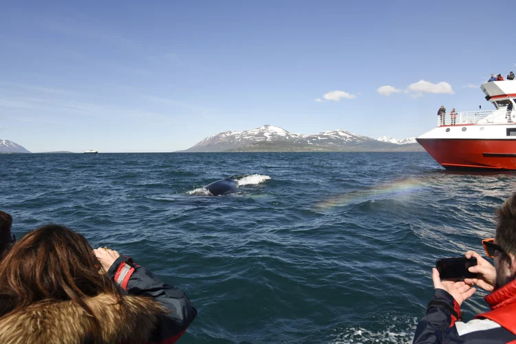 Akureyri Classic Whale Watching — Whale Watching Akureyri