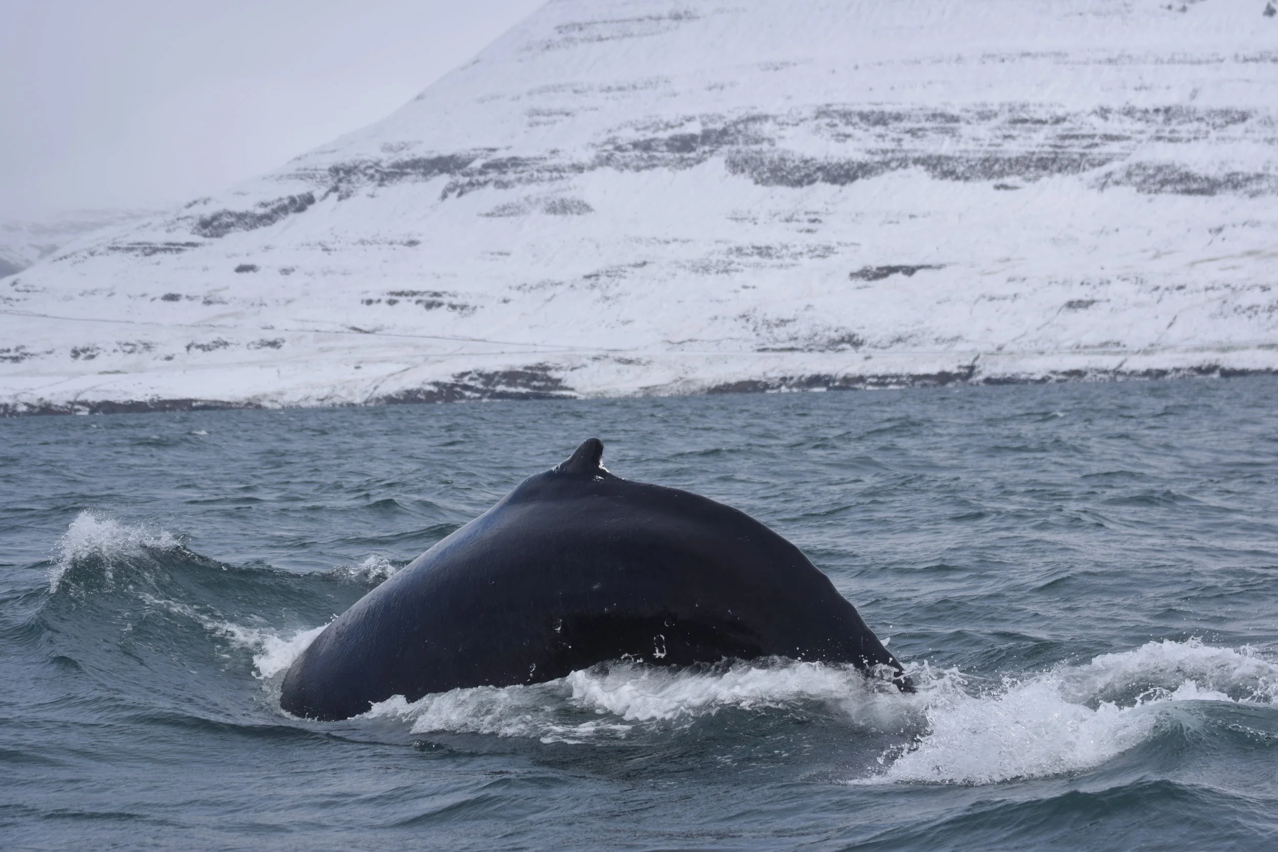 Saturday, 11 May 2019 — Whale Watching Akureyri