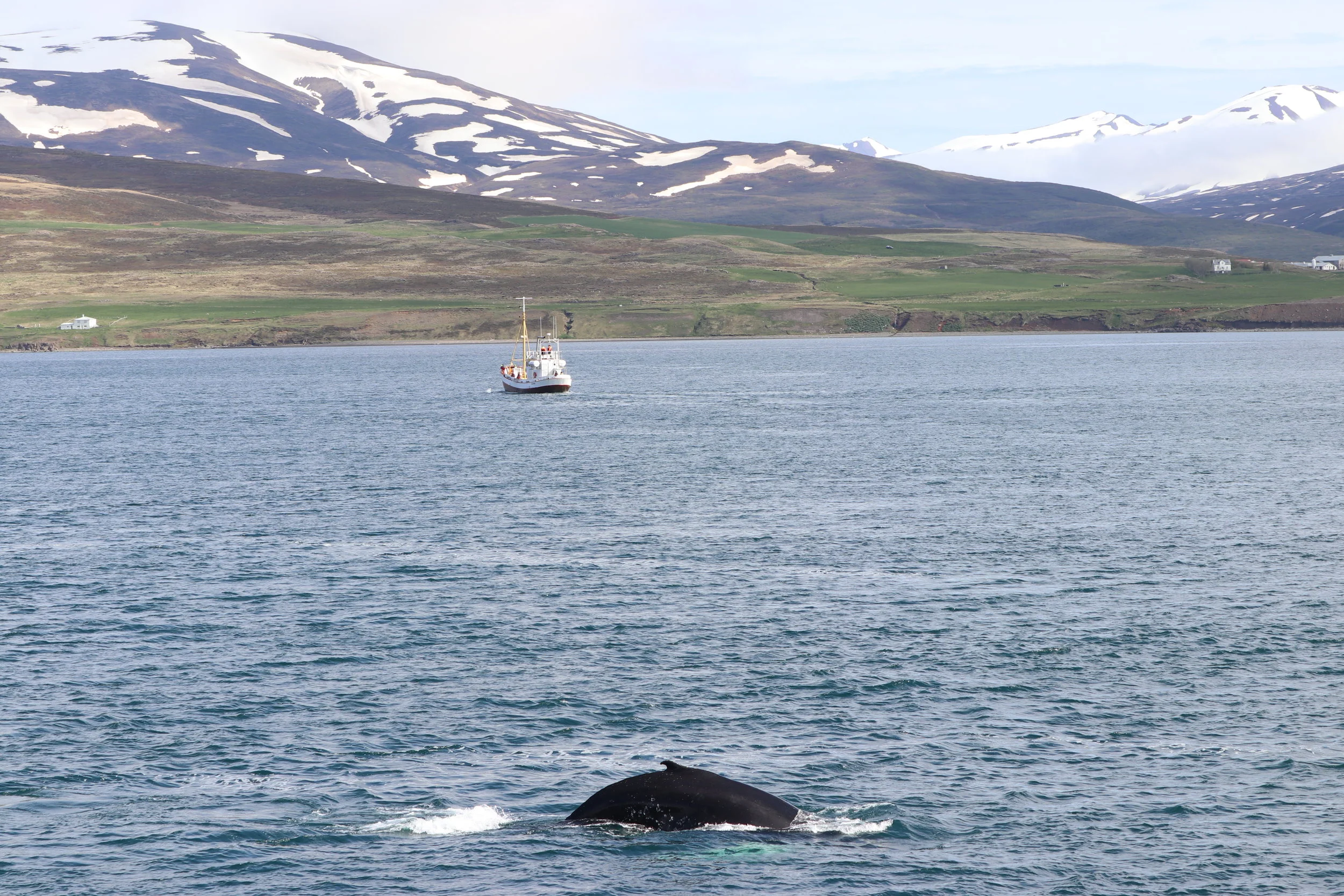 Tuesday, 21 May 2019 — Whale Watching Akureyri