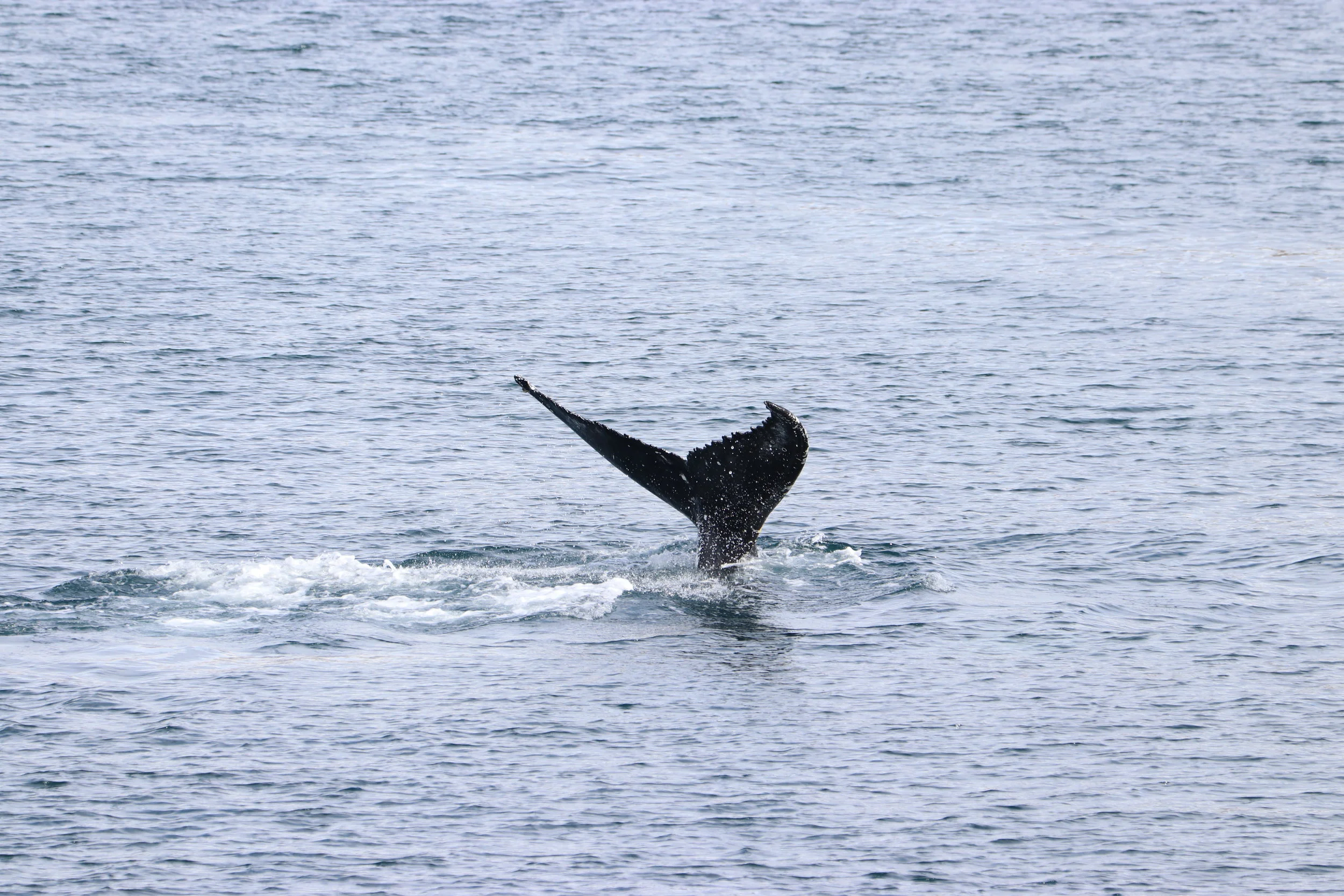 Tuesday, 21 May 2019 — Whale Watching Akureyri
