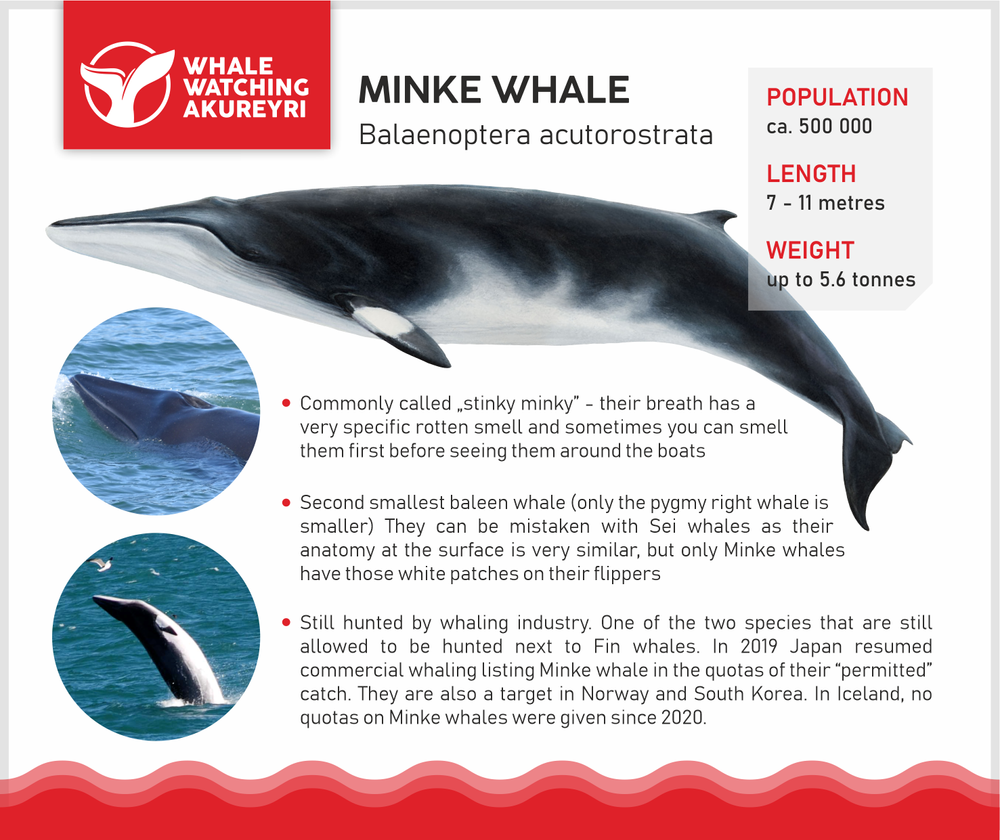 About: Minke Whales — Whale Watching Akureyri