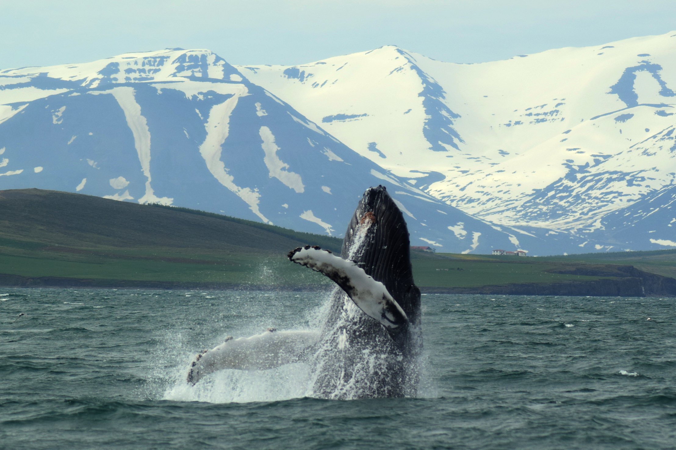 Book now — Whale Watching Akureyri