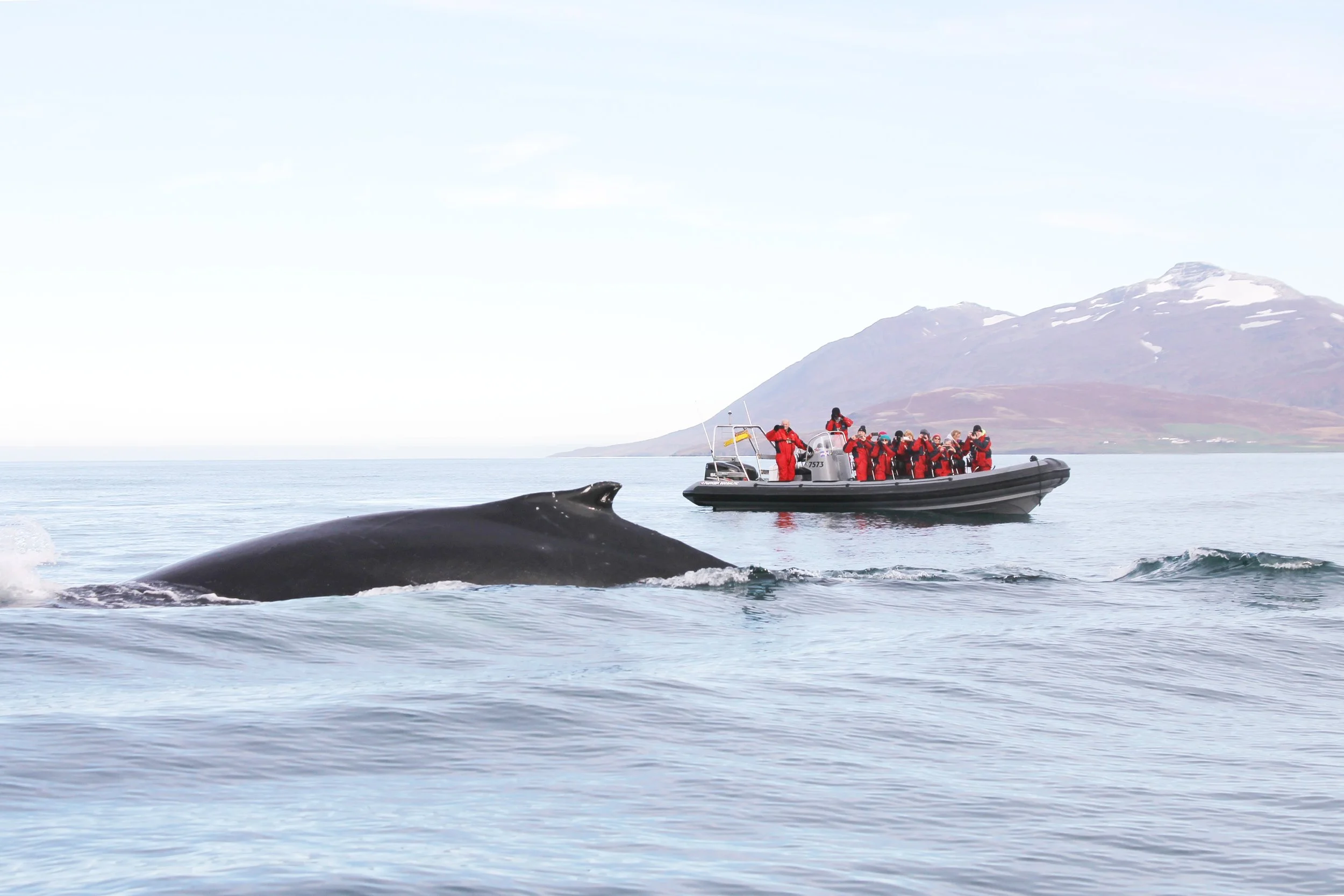 BOOK EXPRESS — Whale Watching Akureyri