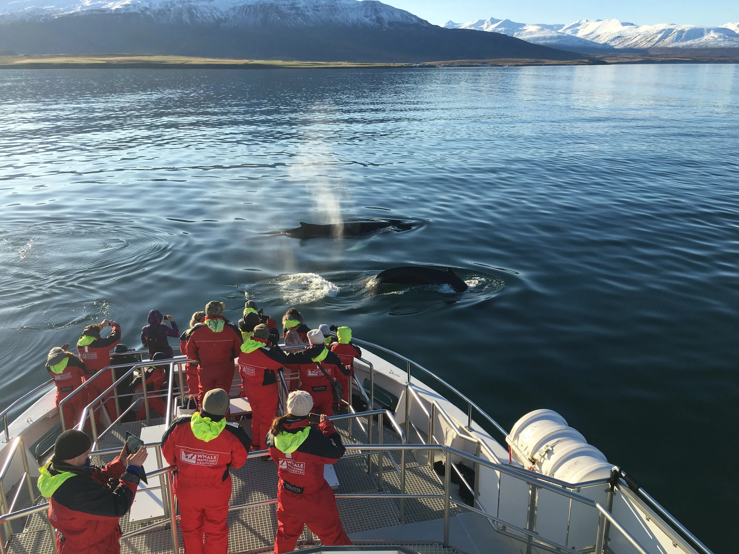 BOOK CLASSIC — Whale Watching Akureyri
