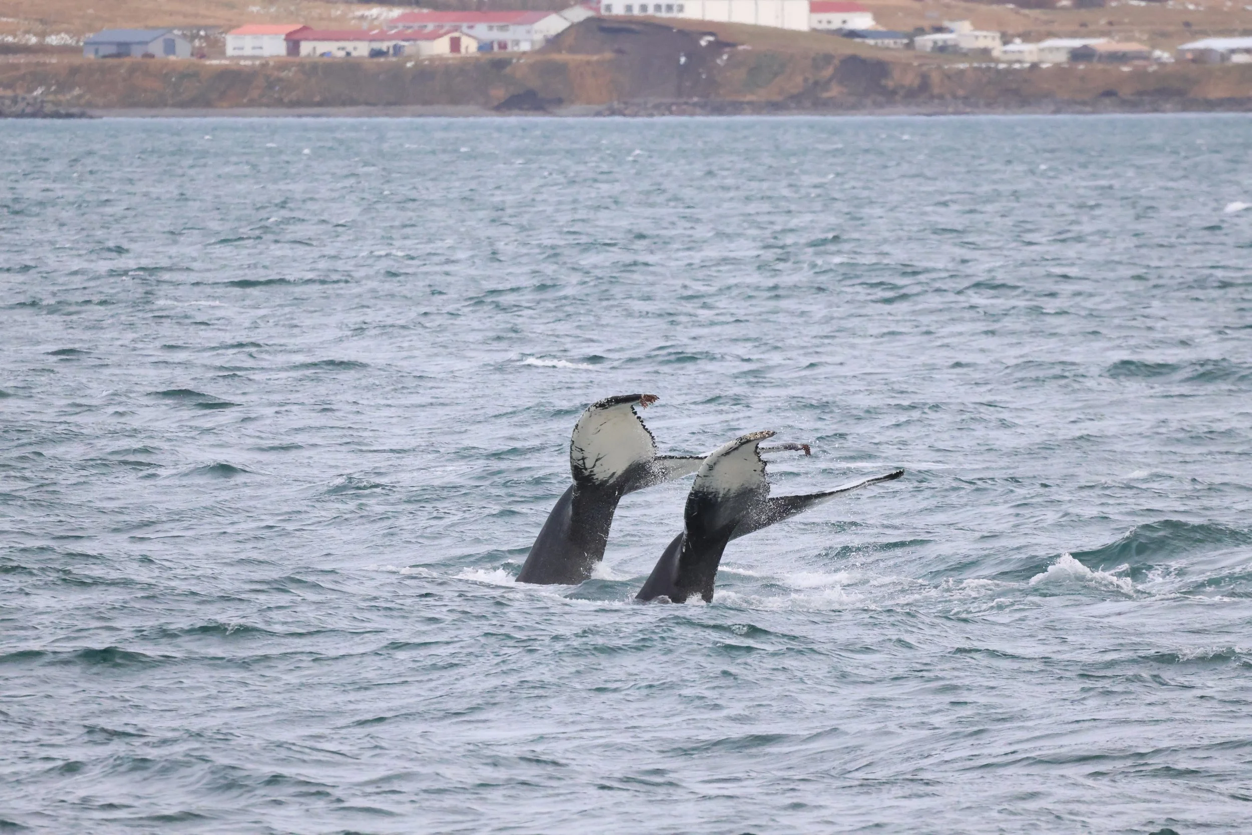 Wednesday, 18 October 2023 — Whale Watching Akureyri