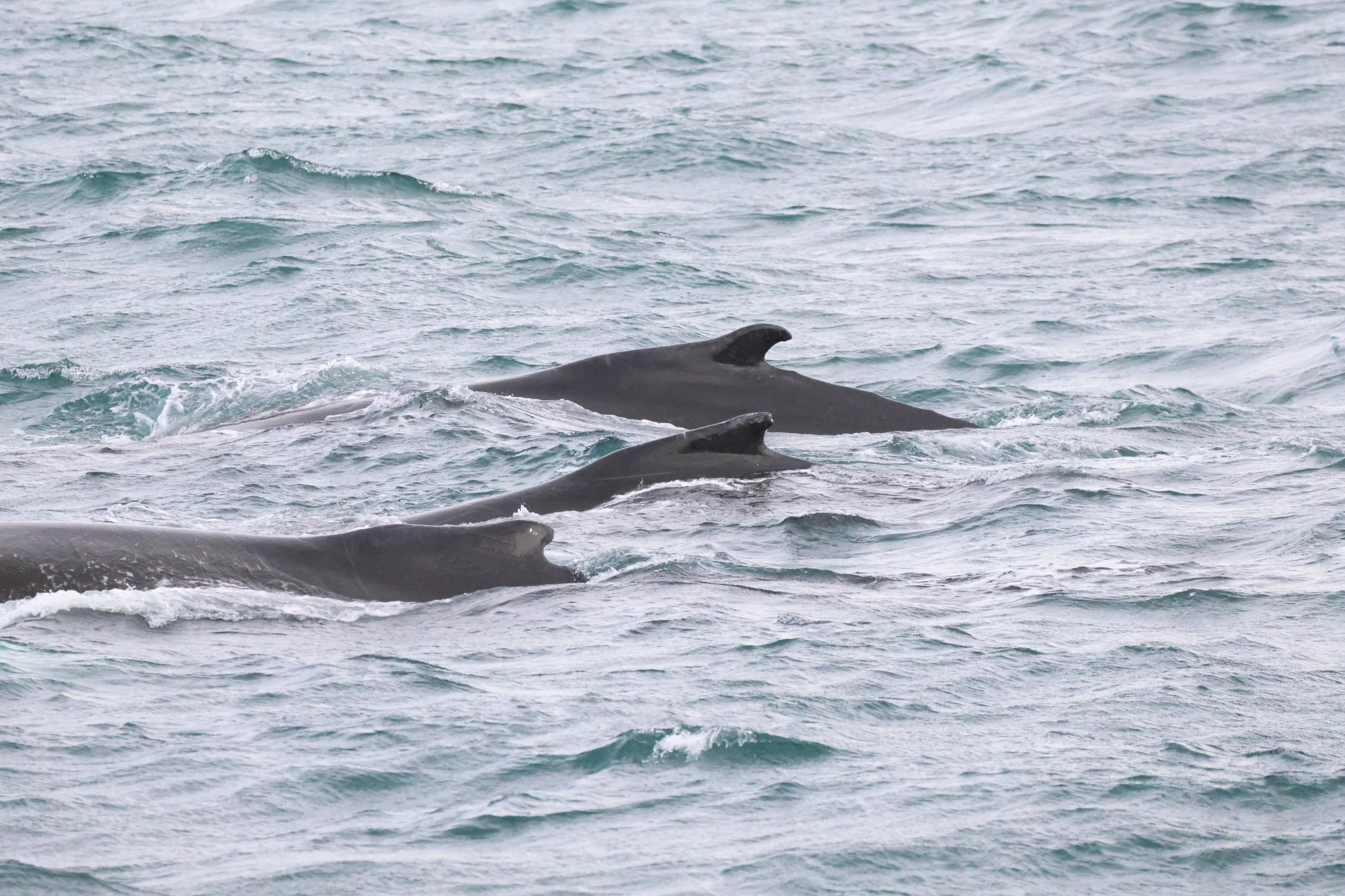 Wednesday, 18 October 2023 — Whale Watching Akureyri