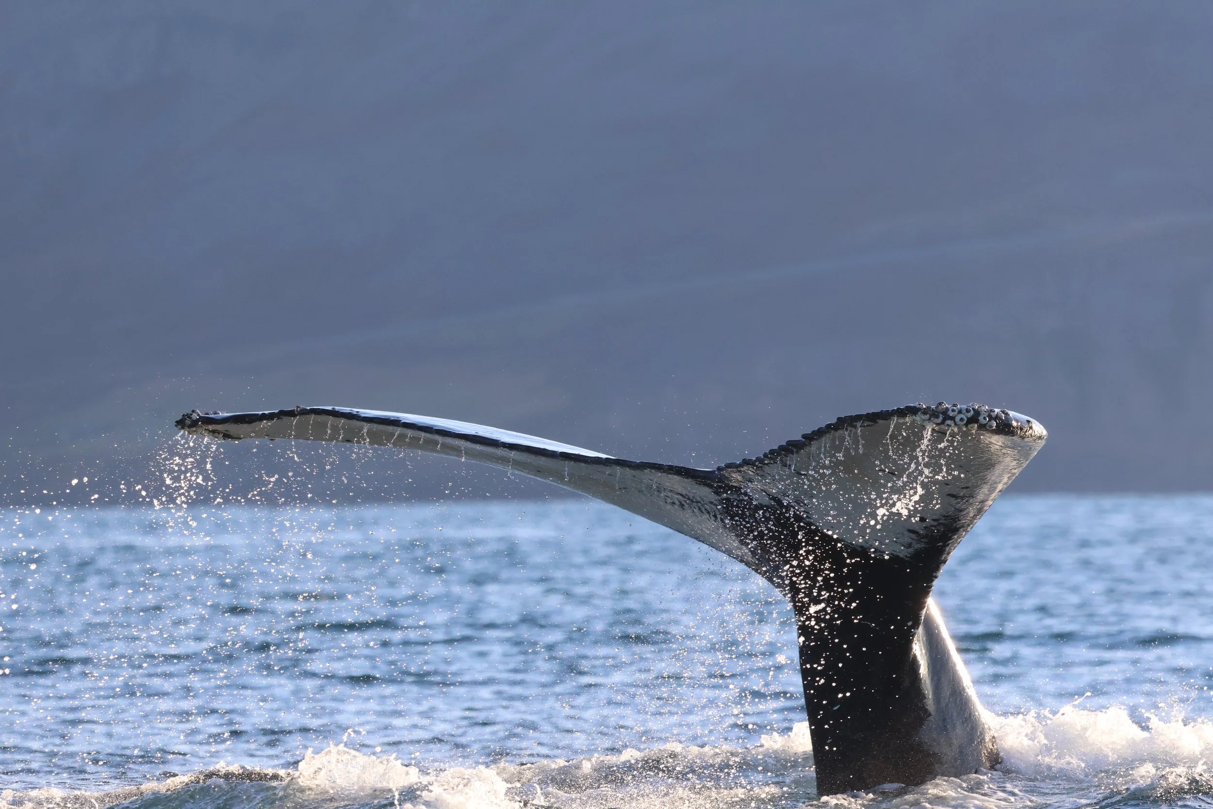 Tuesday, 24 October 2023 — Whale Watching Akureyri