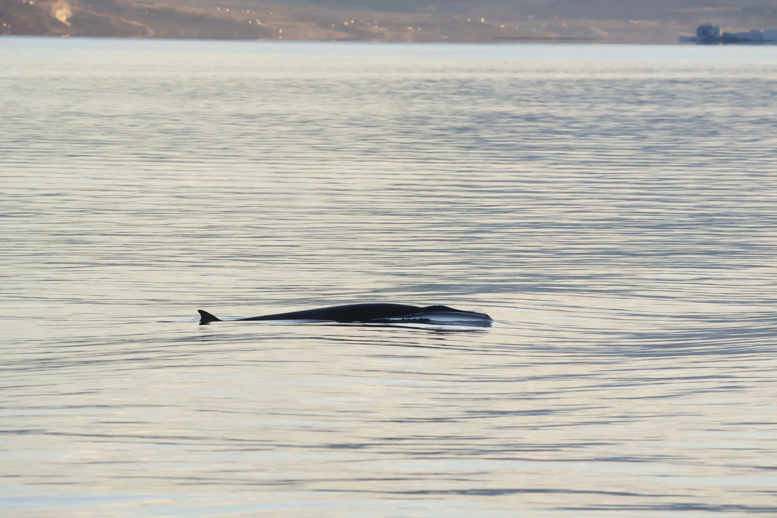 Sunday, 26 November 2023 — Whale Watching Akureyri