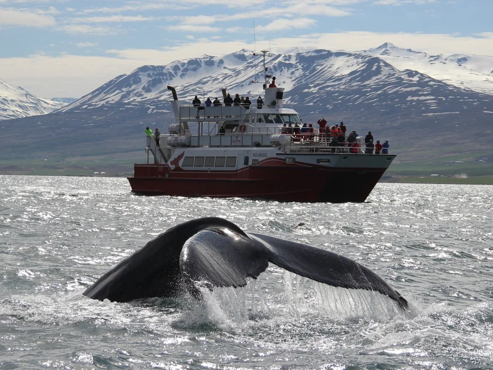 Book now — Whale Watching Akureyri