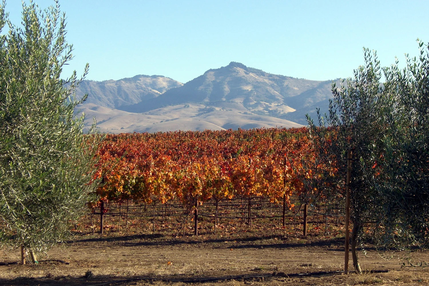 Guerra Cellars
