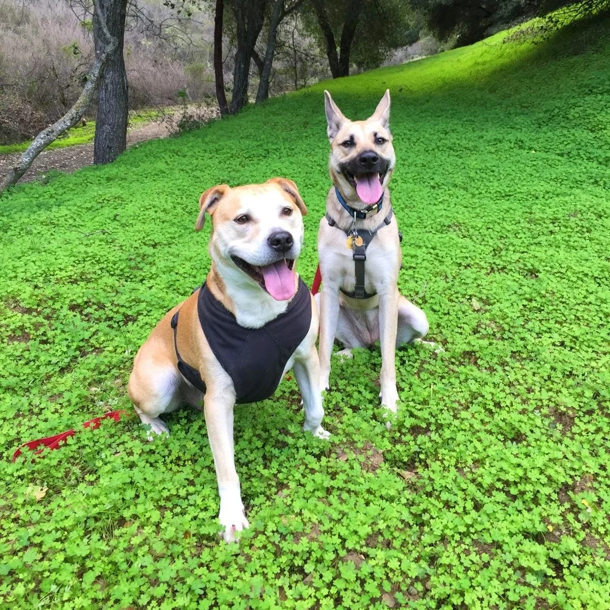 Mountain Mutt Dog Training