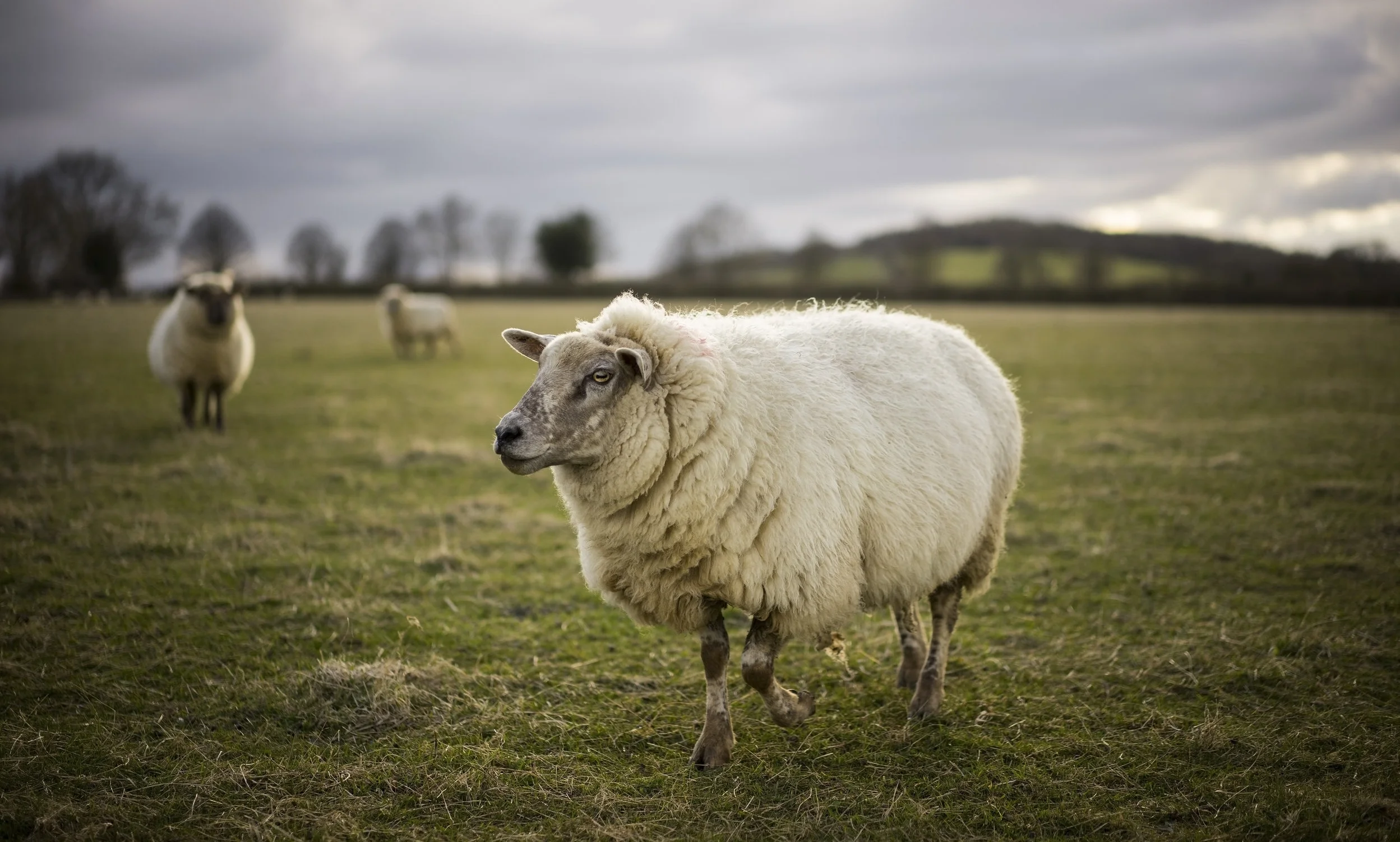 Whitfield Natural Textiles