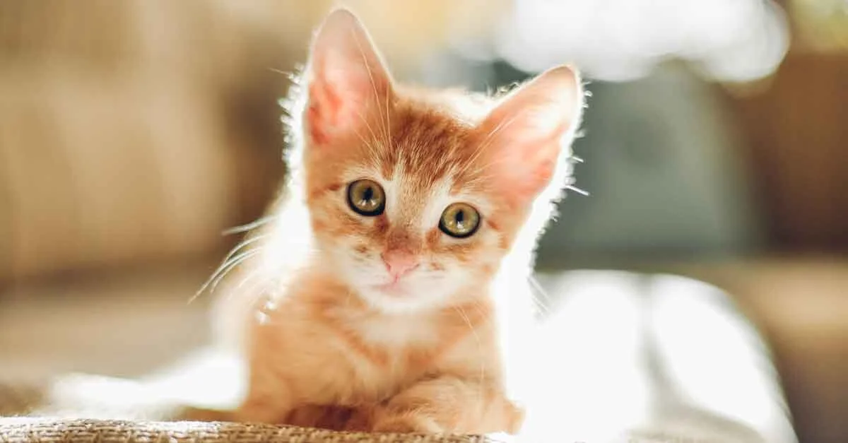 Rote Katzen: Was macht sie so besonders? • - Aus Liebe zum Haustier