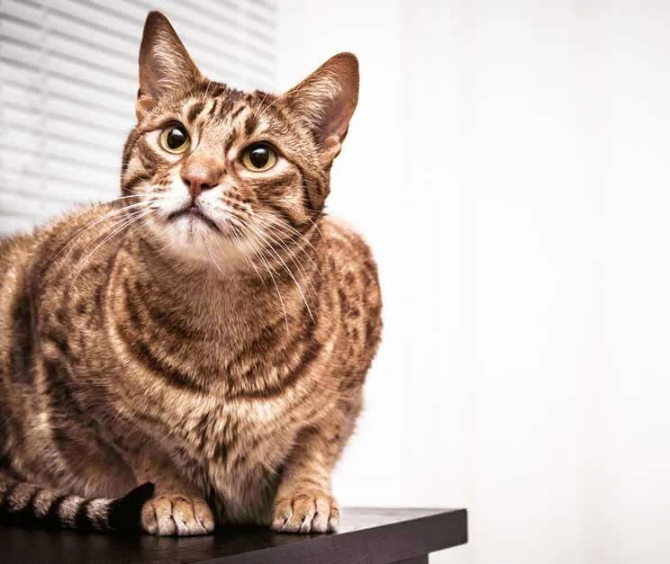 Rote Katzen: Was macht sie so besonders? • - Aus Liebe zum Haustier