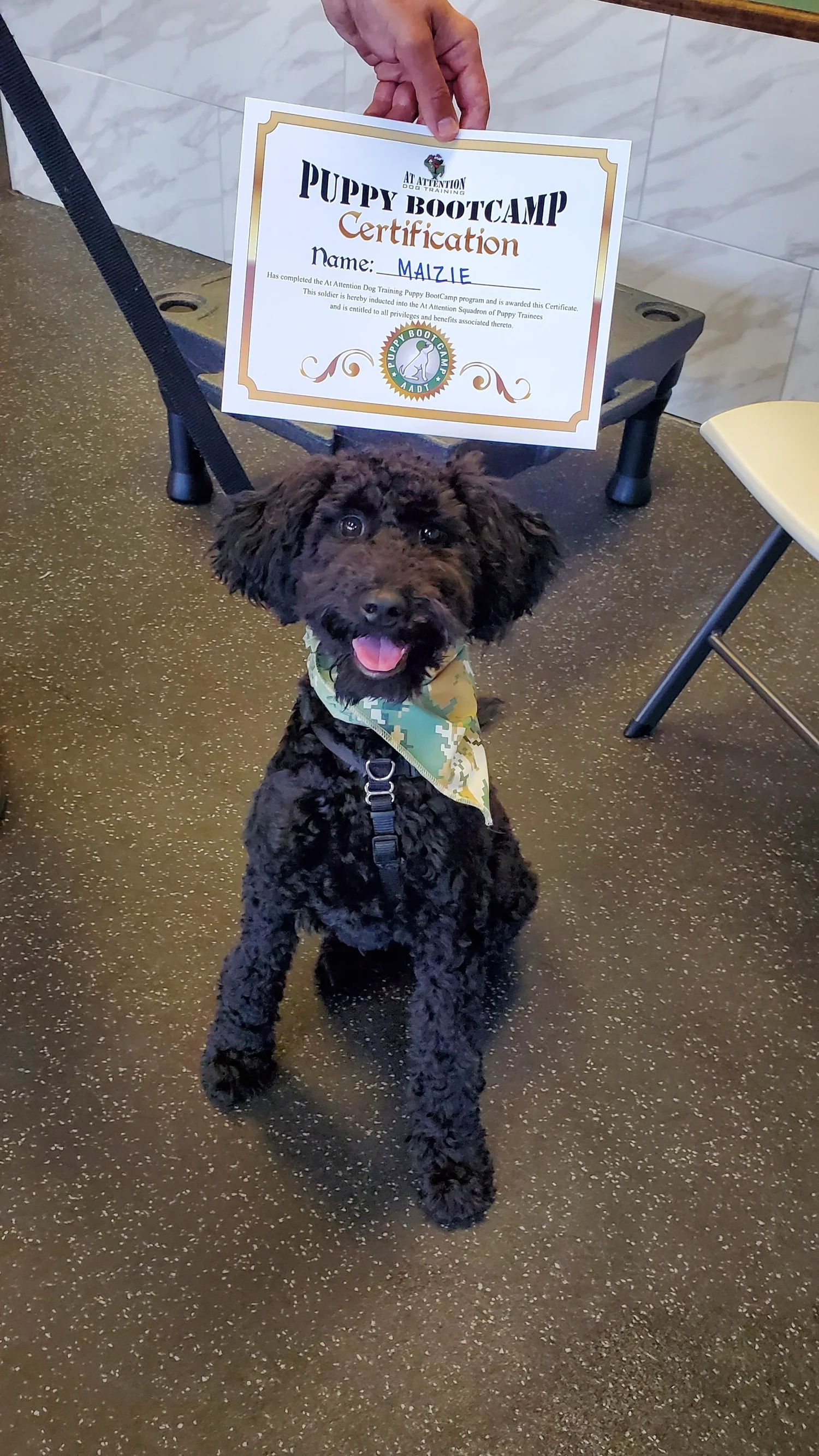 Puppy Program — At Attention Dog Training