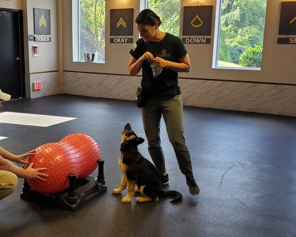 Training and Services — At Attention Dog Training
