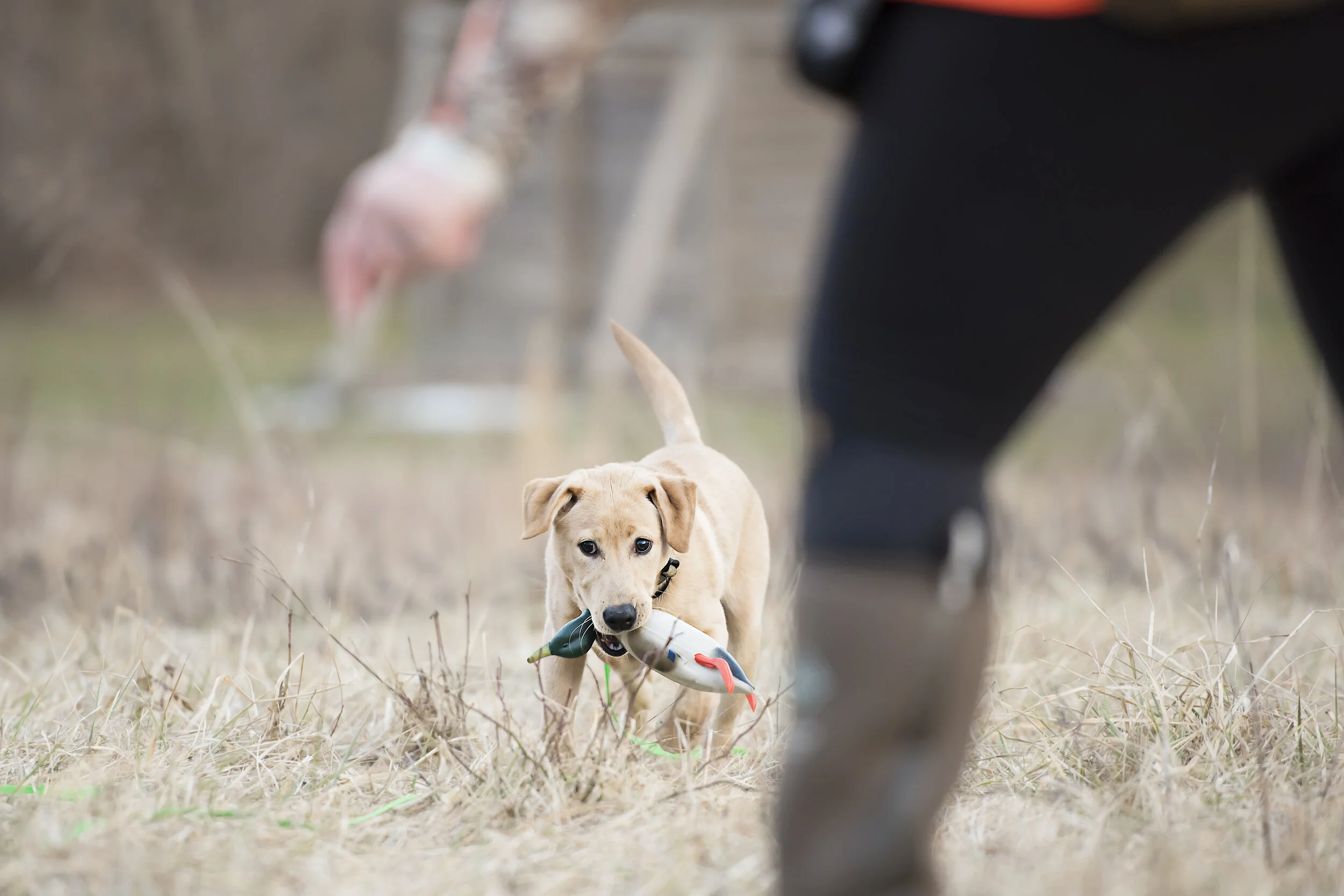 Hunting Dog Training — At Attention Dog Training