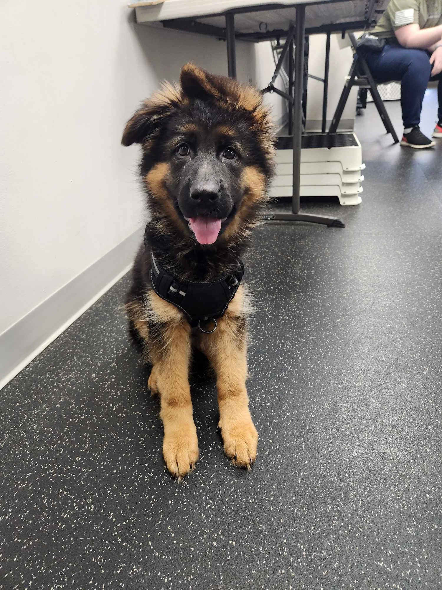 Puppy Program — At Attention Dog Training