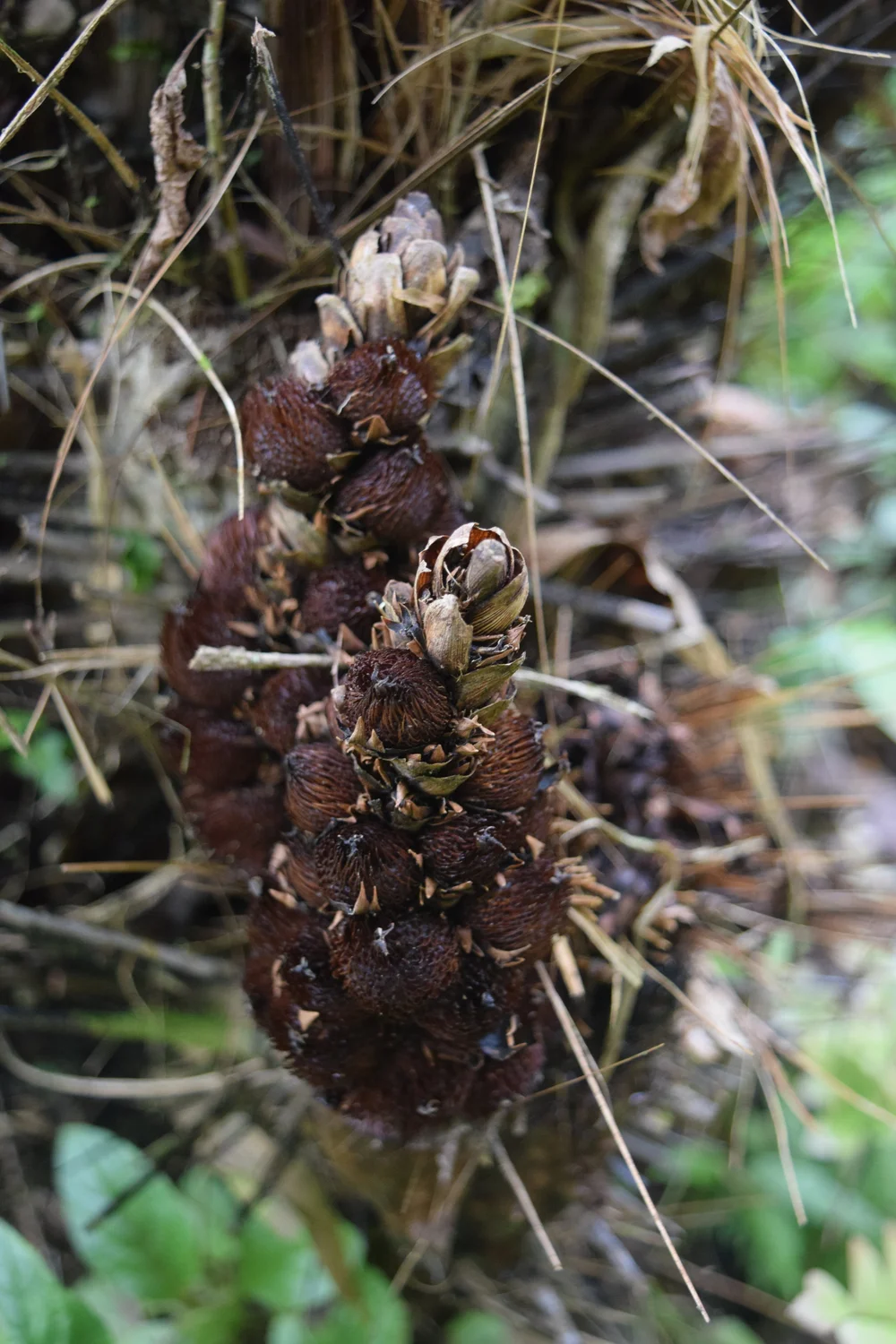 Salak Palm: A Guide for Tropical Permaculture Rancho Mastatal