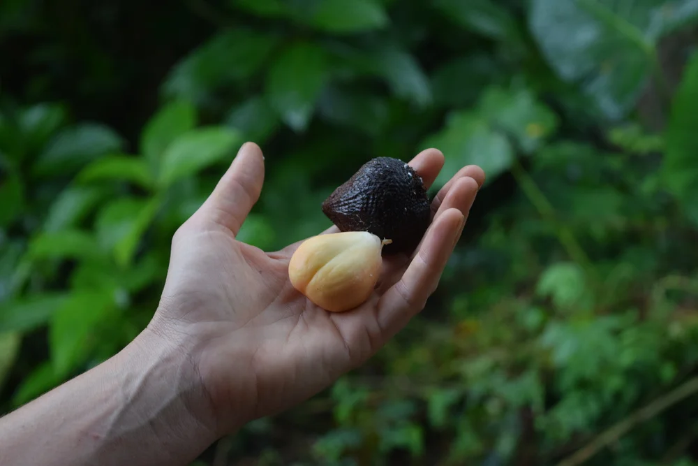 Salak Palm: A Guide for Tropical Permaculture Rancho Mastatal