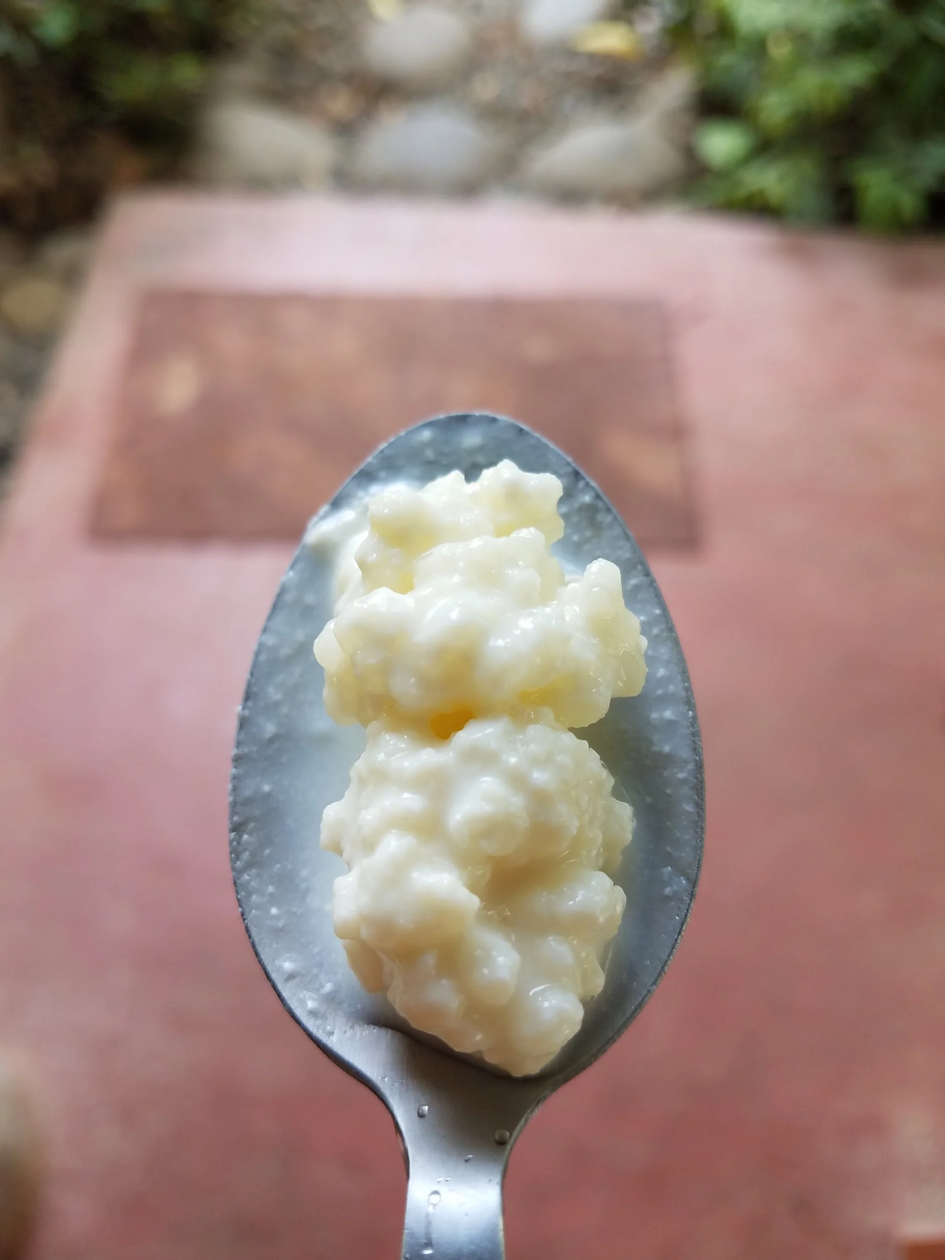 Dairy Diaries: How I Make Dairy Kefir Rancho Mastatal